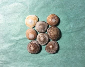 Cone shell jewelry | Etsy