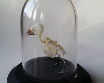 Articulated skeleton | Etsy