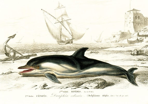 1861 Dolphin Antique Engraving Marine mammals Sea life