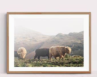 Highland cow print | Etsy