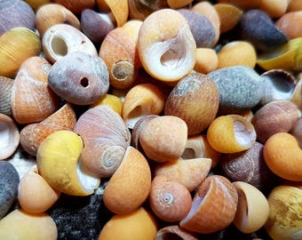 Periwinkle shells | Etsy