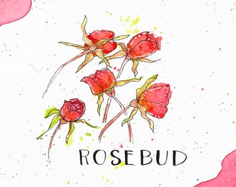 Rosebud print | Etsy