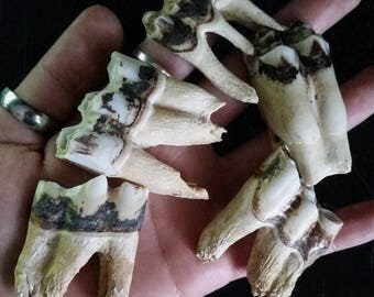 Cow tooth | Etsy
