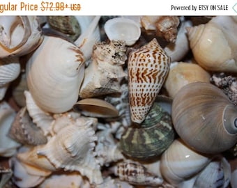Bulk seashells | Etsy