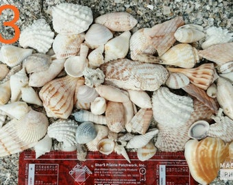 Bulk seashells | Etsy