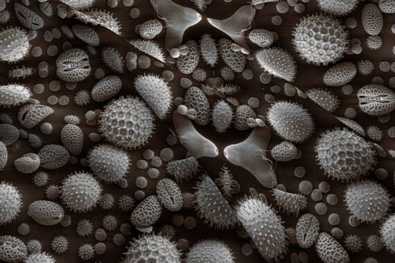 Pollen Fabric Pollen Mix Grey Sem By Craftyscientists