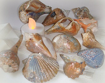 Natural sea shells | Etsy