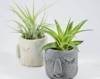 Air plant pot | Etsy