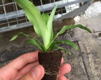 Pineapple plant | Etsy