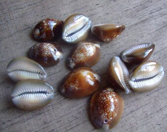 Coffee bean shell | Etsy