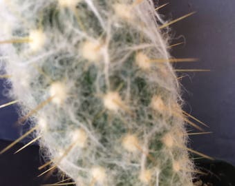 Old man cactus | Etsy