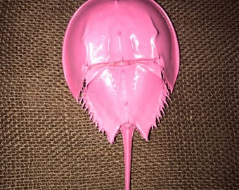 Atlantic Horseshoe Crab Shell with Tail and Legs Intact