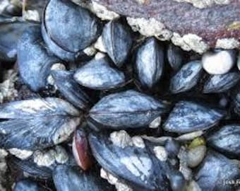 Blue mussel shell | Etsy