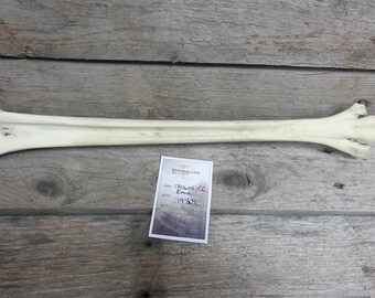 Mixed Beaver Claw Bones Real Bones Undrilled 15 Assorted