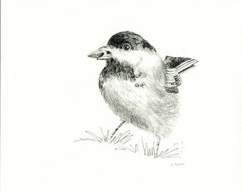 Chickadee drawing | Etsy