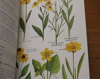 How to Be a Wildflower: A Field Guide by Katie Daisy. SIGNED