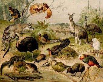 Lámina fauna | Etsy