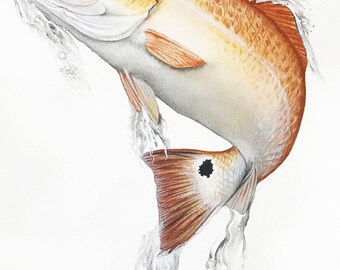 Redfish | Etsy