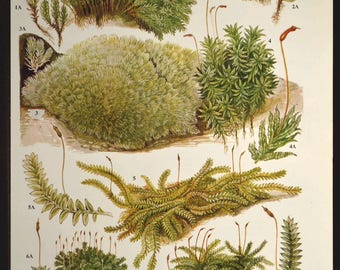 Moss wall art | Etsy