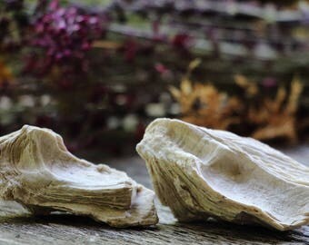 Rare sea shells | Etsy