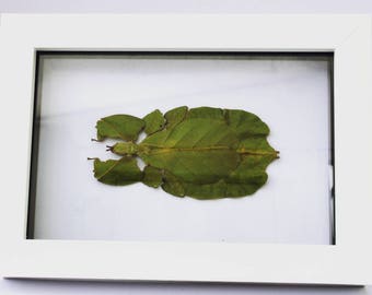 Cadre insecte | Etsy