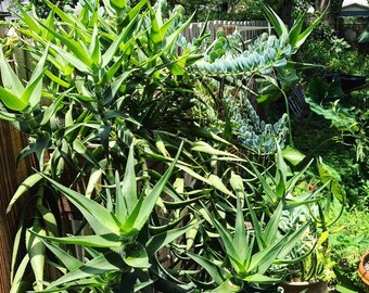 Trailing succulent | Etsy