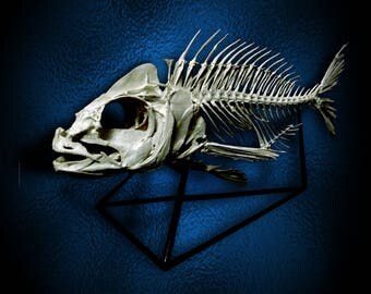 Articulated skeleton | Etsy