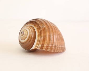 Poisonous Cone Shells South Pacific Caribbean Vintage Seba