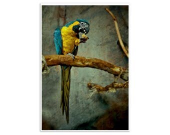 Parrot poster | Etsy