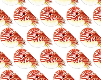 Chambered nautilus | Etsy