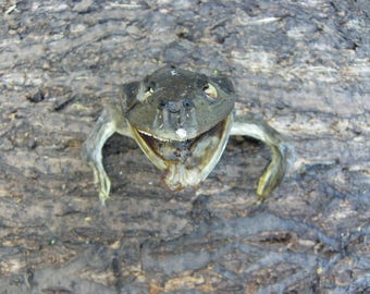 Mummified frog | Etsy