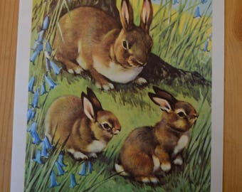 Vintage rabbit print | Etsy