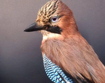 European mount | Etsy