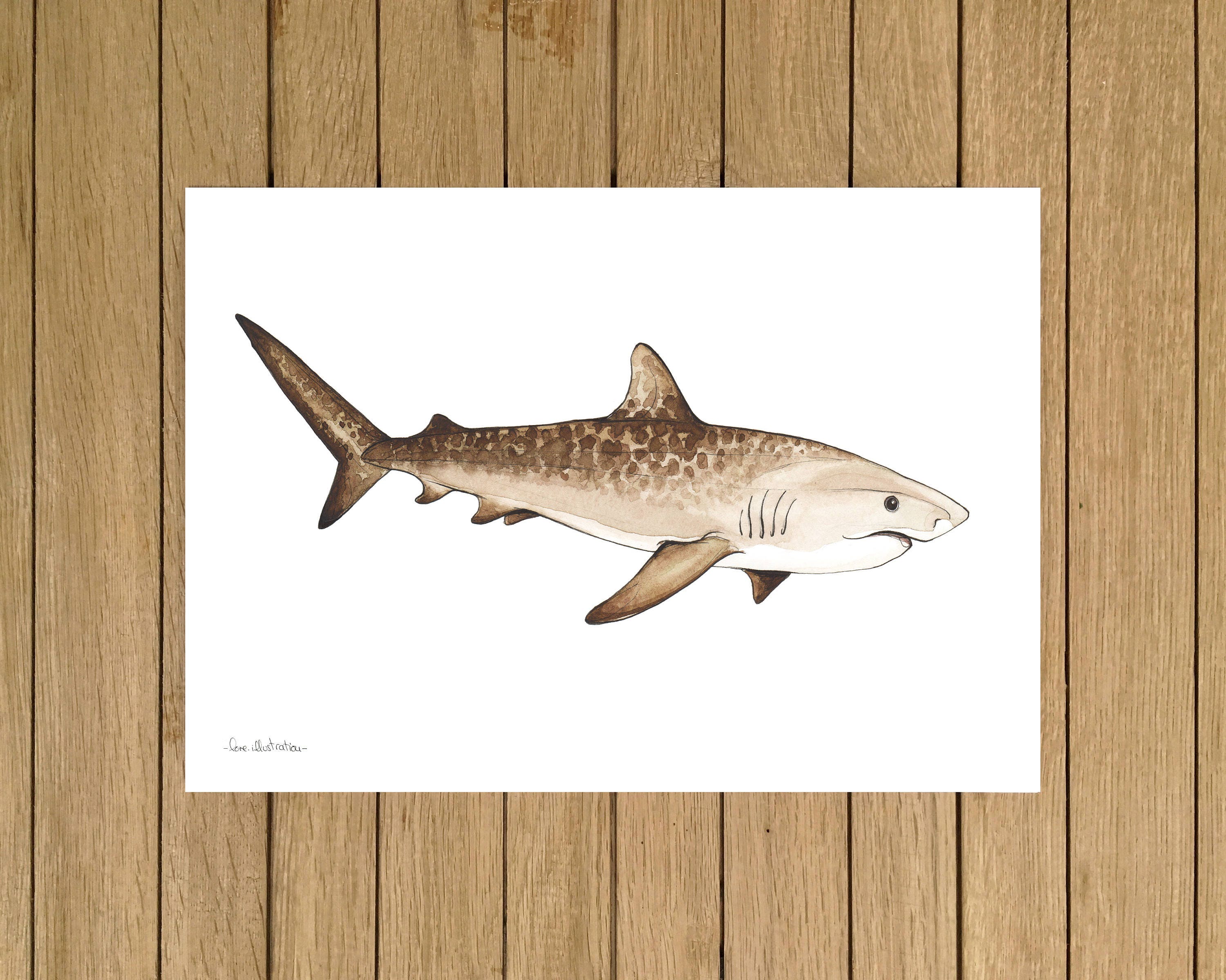 Tiger Shark Watercolor Illustration Giclée Print A4 or A5