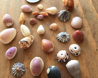 Hawaiian shells | Etsy