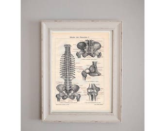 Human Skeleton Anatomy Vintage 1940s High Res DIGITAL IMAGE