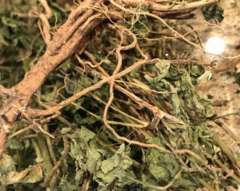 Anamu Guinea Hen Weedmucura Garlic Guinea Weed Petiveria