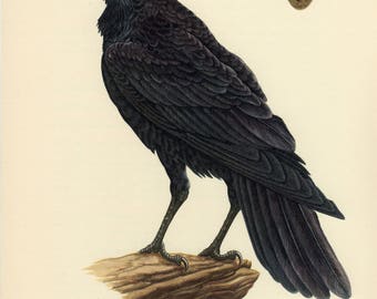 22 inch Common Raven Hand Carved Wooden Bird