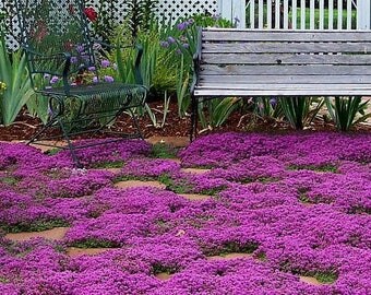 Creeping thyme | Etsy