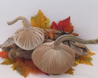 Pumpkin stems | Etsy