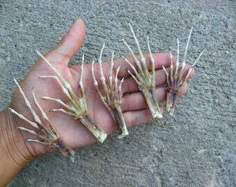 Mummified frog | Etsy