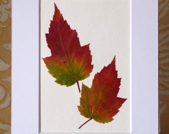 Pressed leaves | Etsy