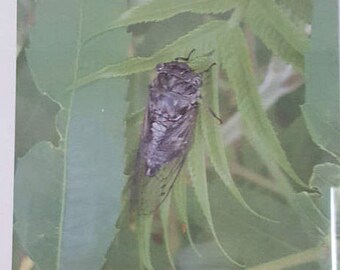 Insect images | Etsy