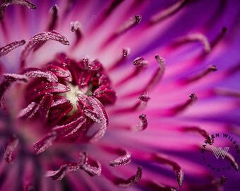 Rose Flower Nature Photography Fine Art Photography