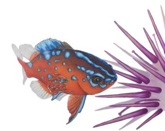 Garibaldi fish | Etsy