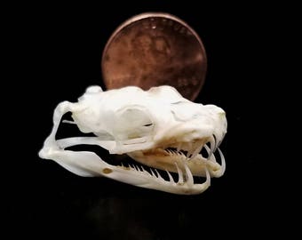 Snake skeleton | Etsy