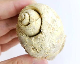 Sea snail fossil | Etsy
