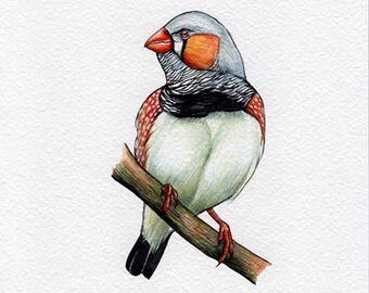Zebra finch | Etsy