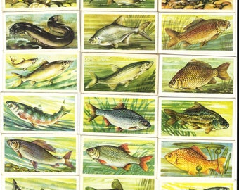 Freshwater fish | Etsy