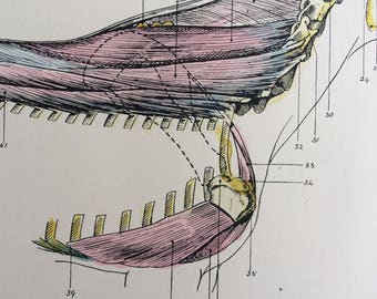 Horse anatomy | Etsy